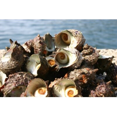 天然活さざえ 6kg | お礼品詳細 | ふるさと納税なら「さとふる」