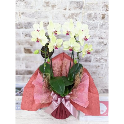 ☆金賞受賞☆希少!イエロー胡蝶蘭’日の出’小 ミディサイズ(2本立) D-361 | お礼品詳細 | ふるさと納税なら「さとふる」