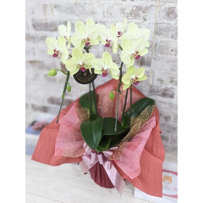 ☆金賞受賞☆希少!イエロー胡蝶蘭’日の出’小 ミディサイズ(2本立) D-361 | お礼品詳細 | ふるさと納税なら「さとふる」