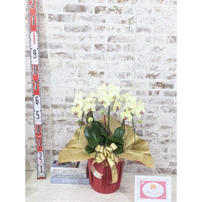 ☆金賞受賞☆希少!イエロー胡蝶蘭’日の出’小 ミディサイズ(3本立) C-164 | お礼品詳細 | ふるさと納税なら「さとふる」