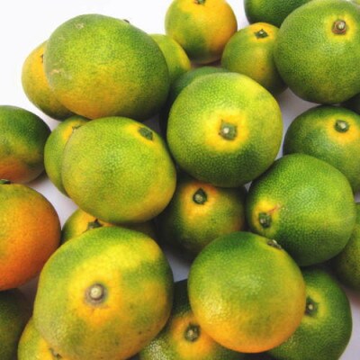 【初秋の美味】【10月～発送】厳選!濃厚極早生有田みかん 約4kg【サイズ混合】 | お礼品詳細 | ふるさと納税なら「さとふる」