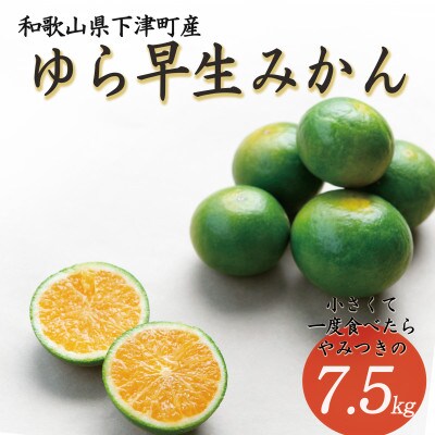 ゆら早生みかん7.5kg 3S・2S混合サイズ まごころ産直みかんより、農園直送! | お礼品詳細 | ふるさと納税なら「さとふる」