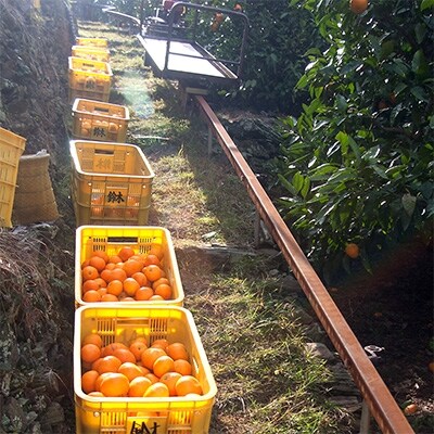 早生みかん5kg (希少な小粒3S又は2Sサイズ)まごころ産直みかんより、農園直送! | お礼品詳細 | ふるさと納税なら「さとふる」