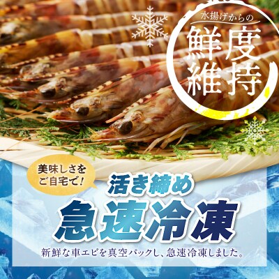 特大 車エビ 2パック セット_S059-020A | 熊本県天草市 | ふるさと納税サイト「さとふる」