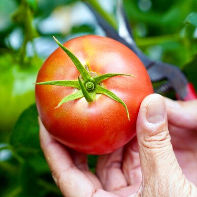 2023年4月中旬より順次発送!【山梨県甲府市産】Inakakara桃太郎トマト6kg | お礼品詳細 | ふるさと納税なら「さとふる」