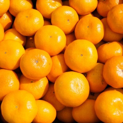 フジカワ温州みかん フリーサイズ(2S～L) 約10kg | お礼品詳細 | ふるさと納税なら「さとふる」