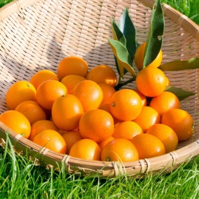 2月～3月末発送 【鹿児島県南さつま市産】完熟金柑 黄金丸 約2kg(L～2L) | 鹿児島県南さつま市 | ふるさと納税サイト「さとふる」