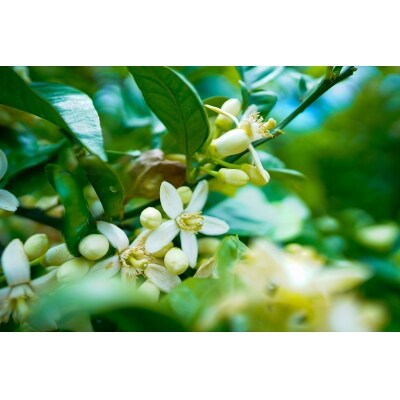 ポメロミスト(1本/100ml) | お礼品詳細 | ふるさと納税なら「さとふる」