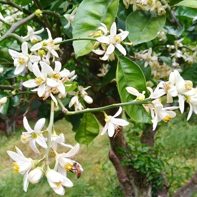 【先行受付】グリーン かぼす (2kg) | お礼品詳細 | ふるさと納税なら「さとふる」