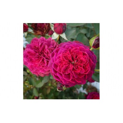 【Apple Roses】バラ苗『サーカス・ナイト』大苗6号ポット植え | お礼品詳細 | ふるさと納税なら「さとふる」