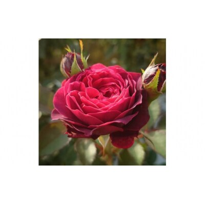 【Apple Roses】バラ苗『サーカス・ナイト』大苗6号ポット植え | お礼品詳細 | ふるさと納税なら「さとふる」