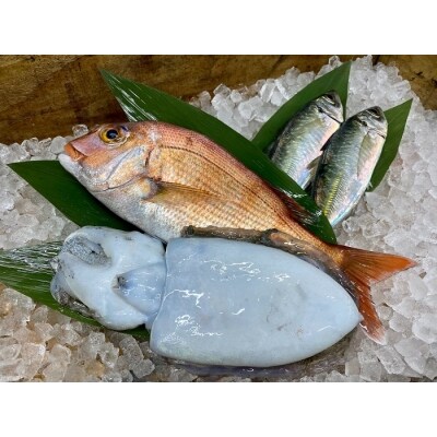 【淡路島 由良漁港】昼網おまかせ鮮魚セット2人前:B175 | お礼品詳細 | ふるさと納税なら「さとふる」