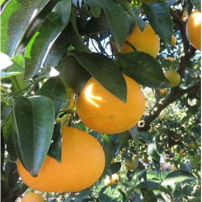 田村のあまなつ 約10kg(M～3L)【紀州グルメ市場】 | お礼品詳細 | ふるさと納税なら「さとふる」