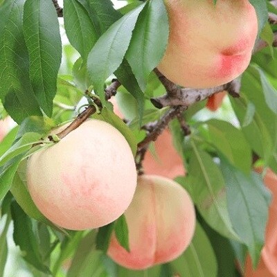 桃[2023年先行受付]岡山 白桃(晩生種)3kg 9～12玉 桃茂実苑[NO5765-0661] | お礼品詳細 | ふるさと納税なら「さとふる」