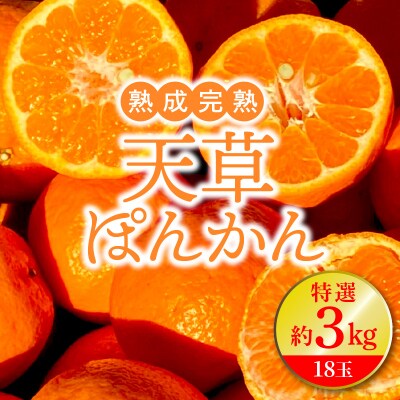 特大 車エビ 2パック セット_S059-020A | 熊本県天草市 | ふるさと納税サイト「さとふる」