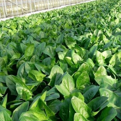 ほうれん草 約3kg(150g x 20袋)【佐賀県脊振山麓産】(H091115) | 佐賀県神埼市 | ふるさと納税サイト「さとふる」